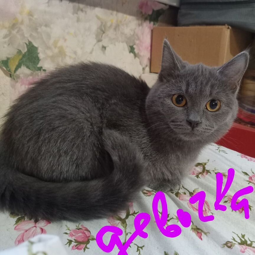 Котята в добрые руки бесплатно