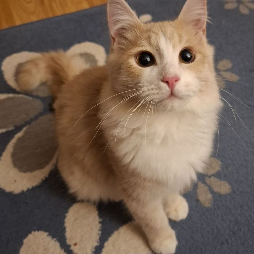 Котёнок в добрые руки