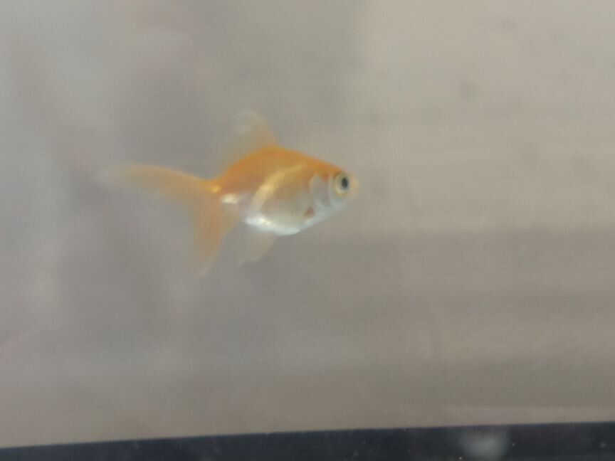 Золотая рыбка с аквариумом подарю