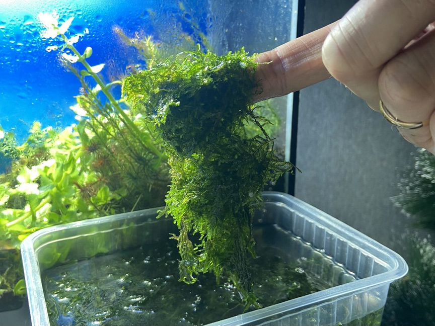 Яванский мох