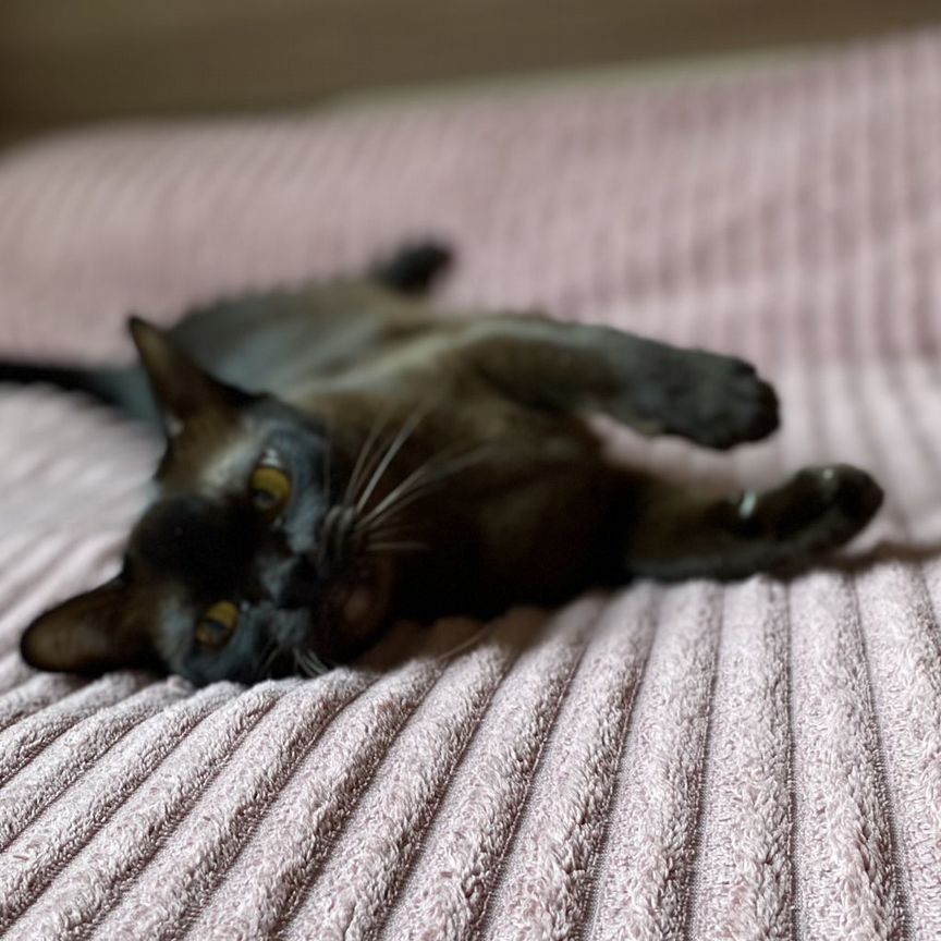 Европейская бурманская, взрослая кошка