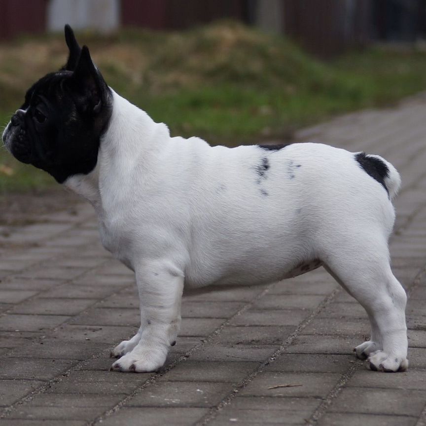 Французский бульдог, щенок