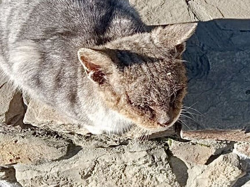 У котика вся голова в коросточках