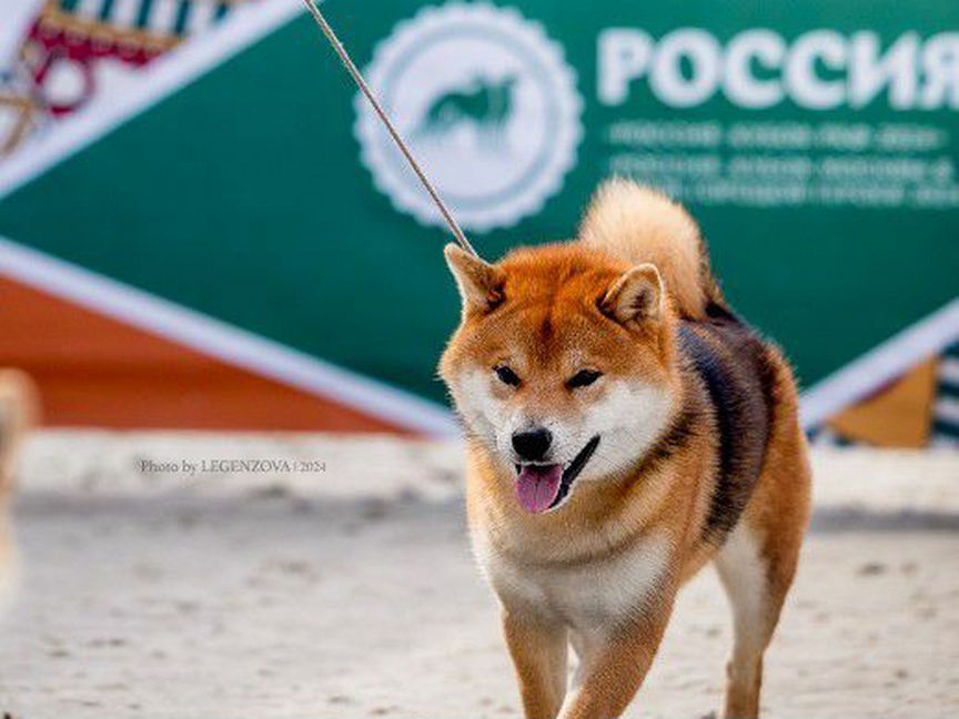 Сиба ину чемпион вязка