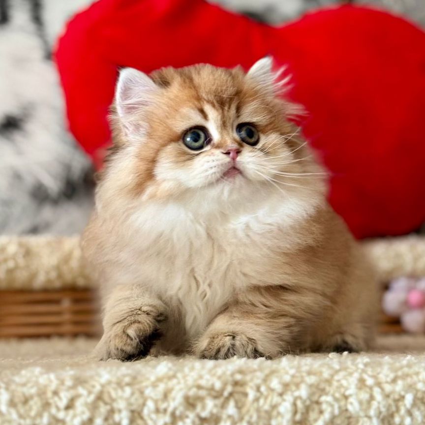 Британский длинношёрстный котёнок