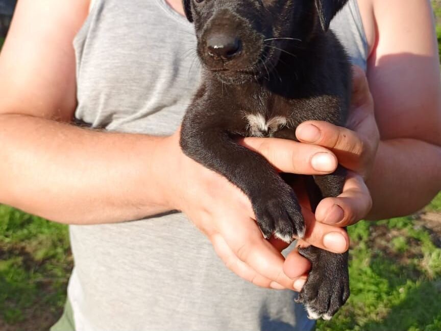 Щенки стаффорда