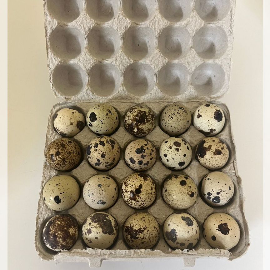 Инкубационное яйцо перепелов / Перепелиное яйцо