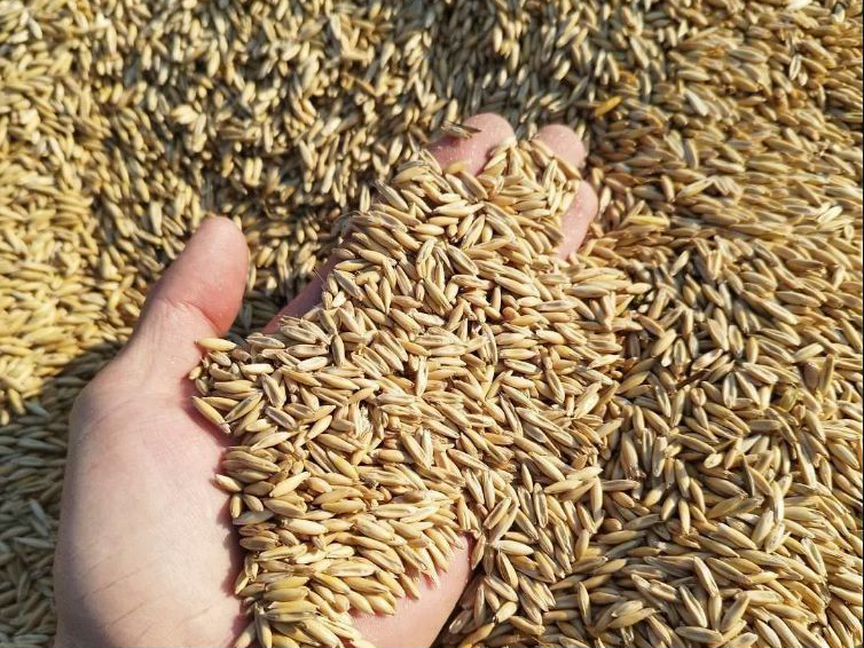 Фуражный горох, Семечко на корм