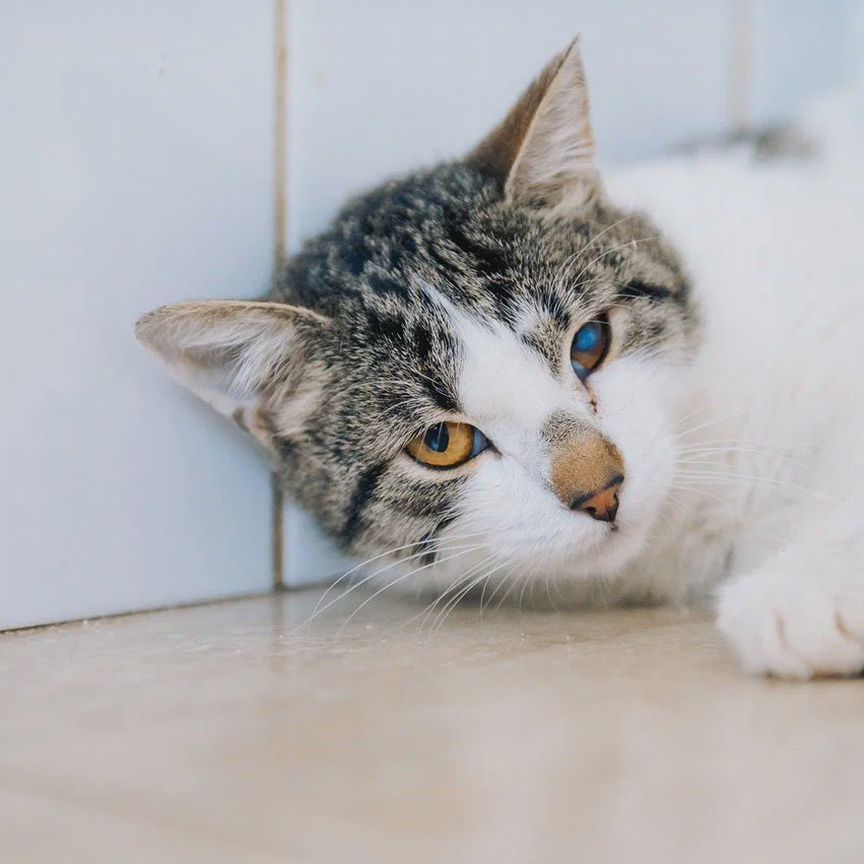 Котик Салем ищет дом