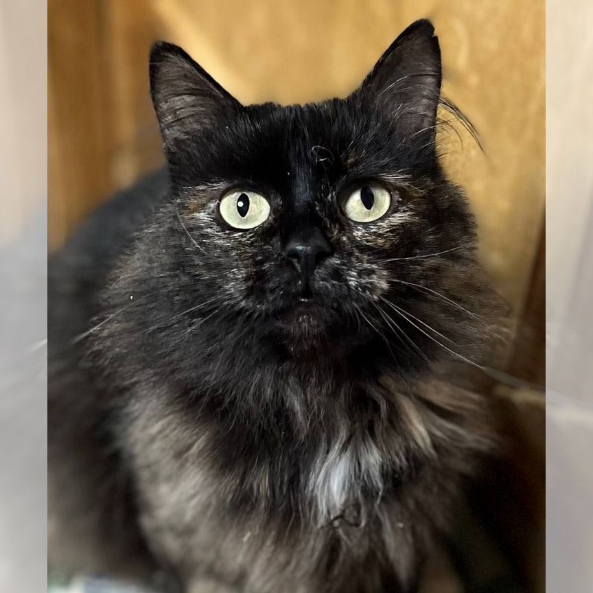 Взрослая, Девочка кошка в добрые руки