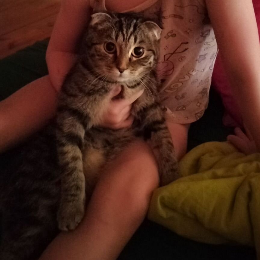 Кошечка в добрые руки