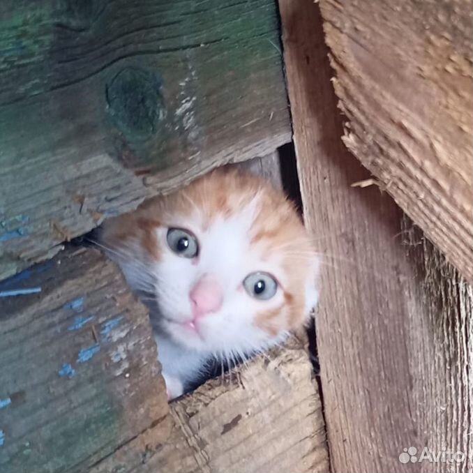 Котёнок мальчик Севастьян, бело-рыжий, 2 мес