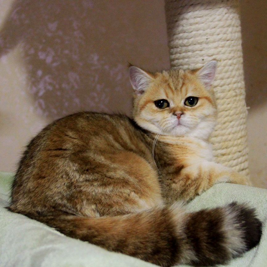 Британский короткошёрстный котёнок