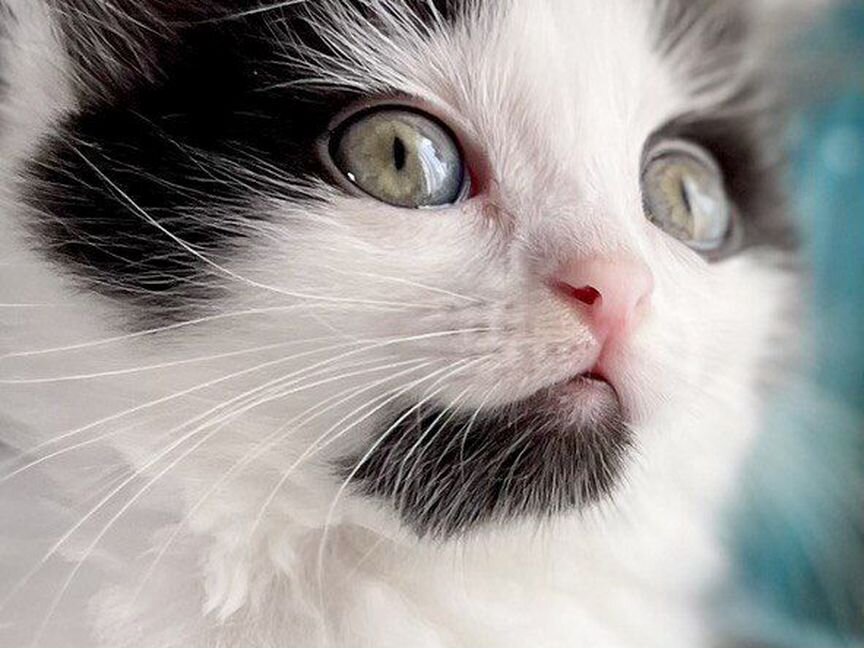 Кошечка 1,5 месяца