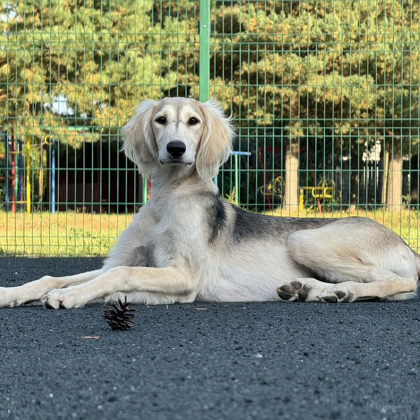 Мальчик породы салюки