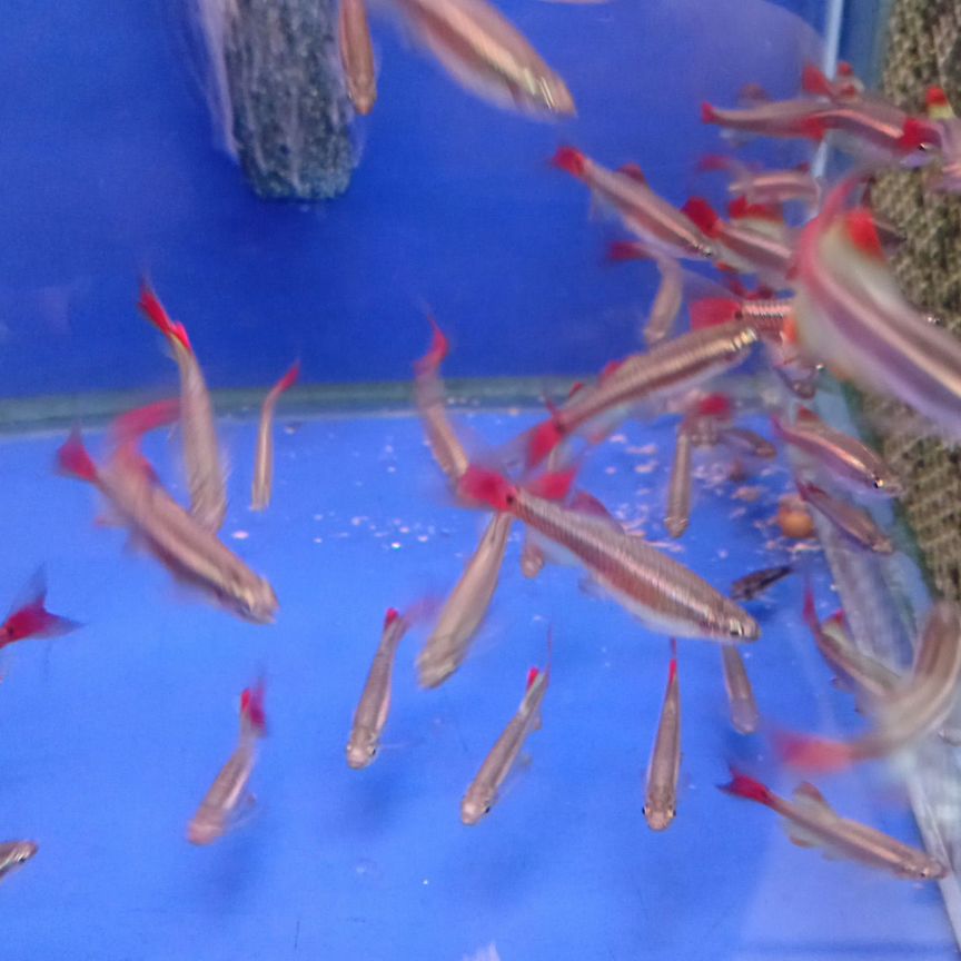 Кардинал вуалевый