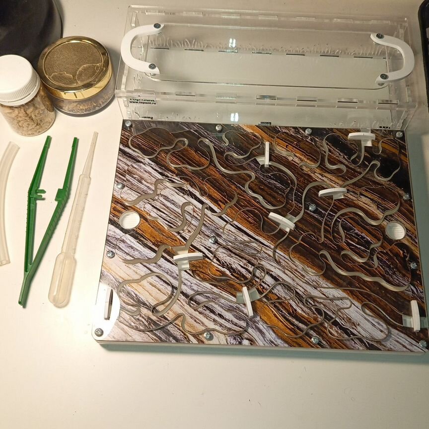 Формикариум для муравьев