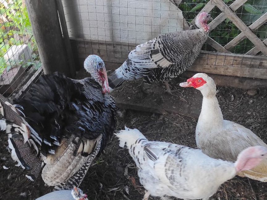 Индюки и индоутки