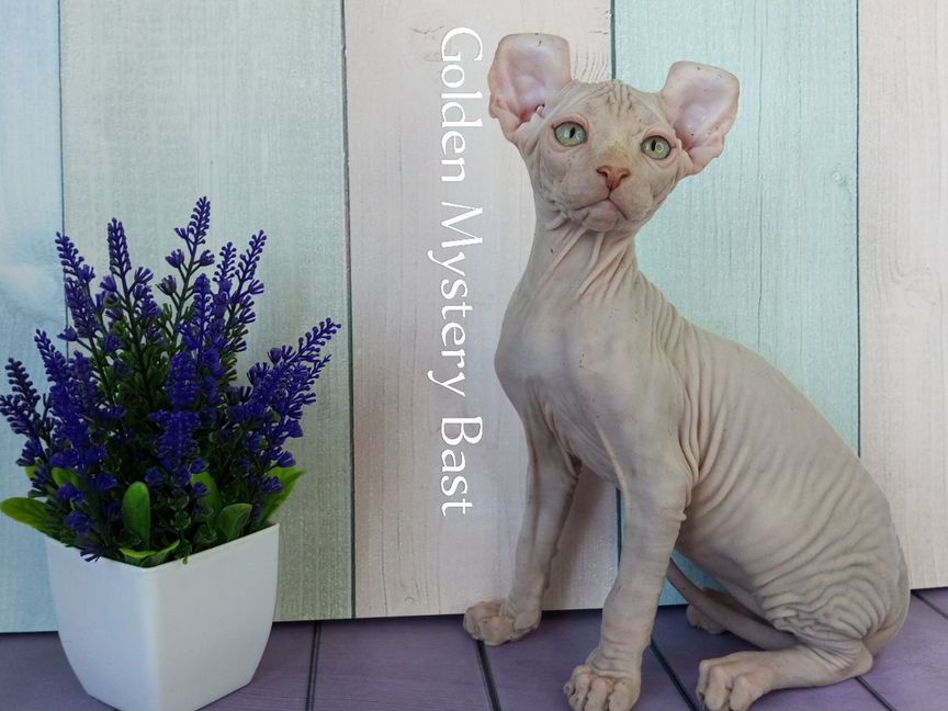 Сфинкс Эльф