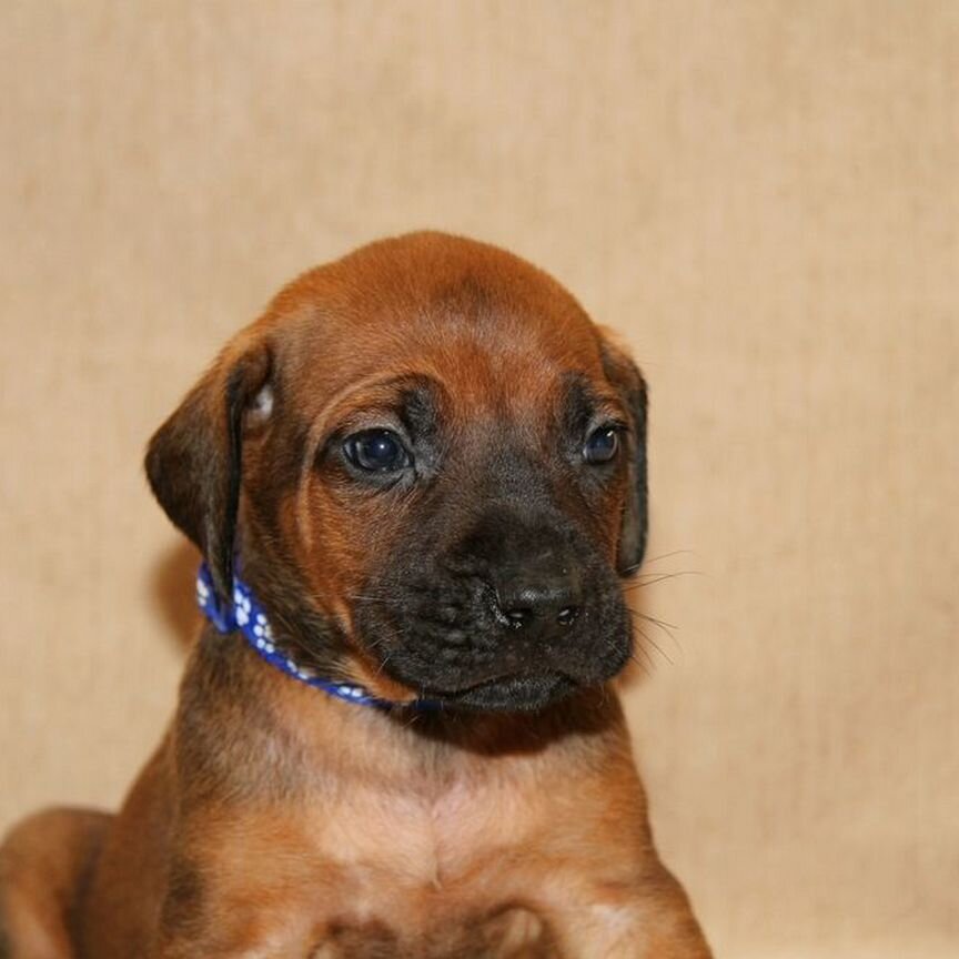 Яркий мальчик родезийский риджбек