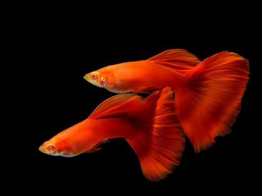 Есть новые аквариумные рыбки