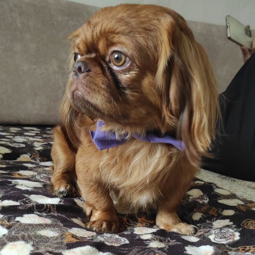 Жених Григорий Вязка