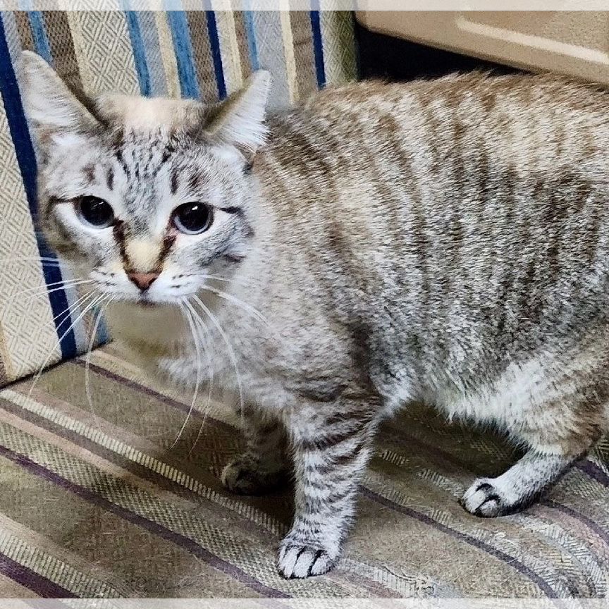 Невская маскарадная, взрослая кошка