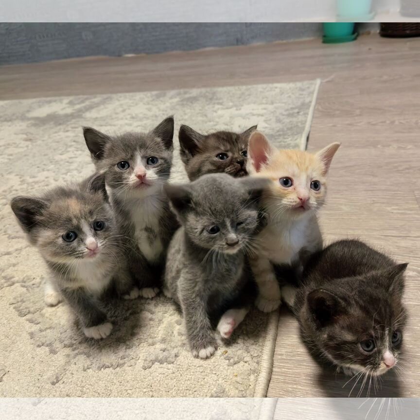 Котёнок в добрые руки