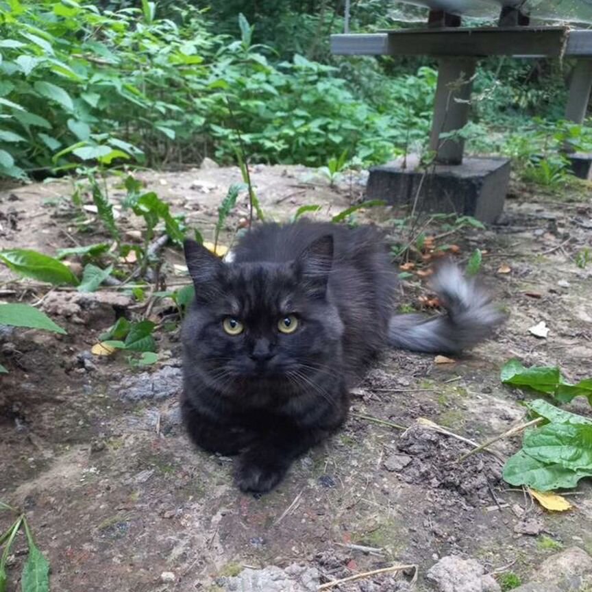 В добрые руки красавец-кот