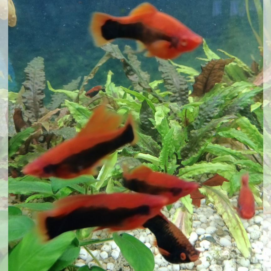 Меченосцы кубинские и красные от1см.флаг 100об 50