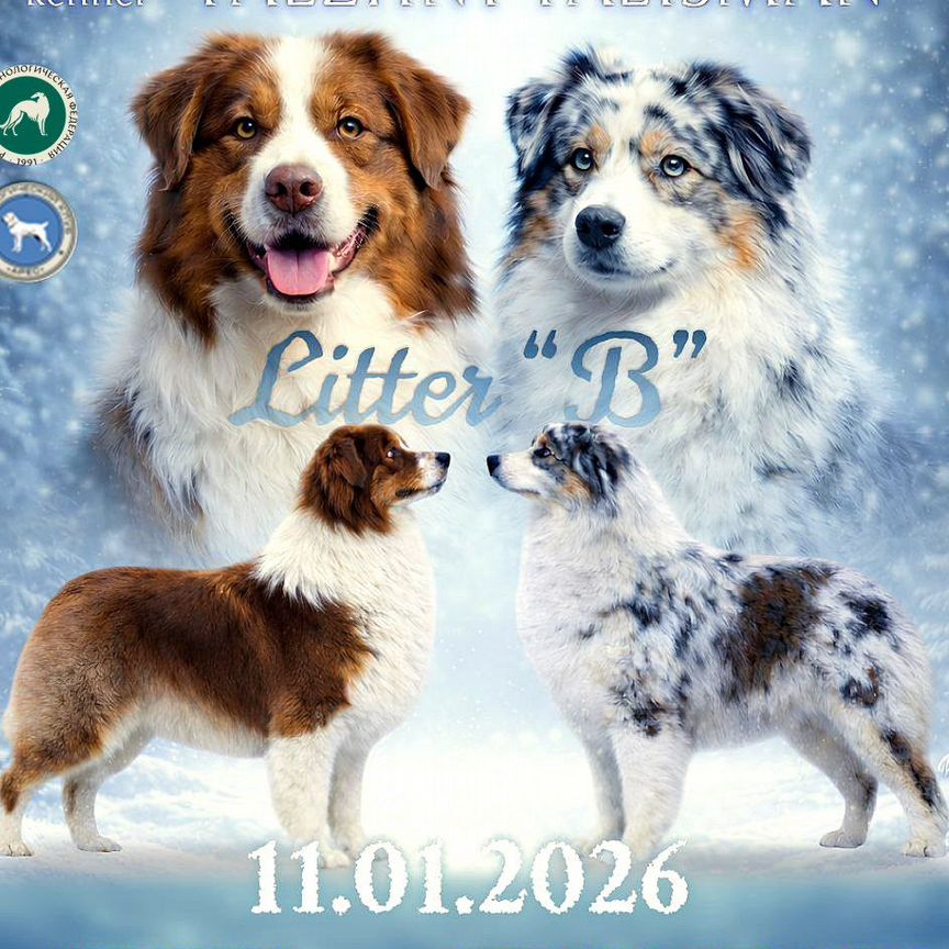 Австралийская овчарка, щенок