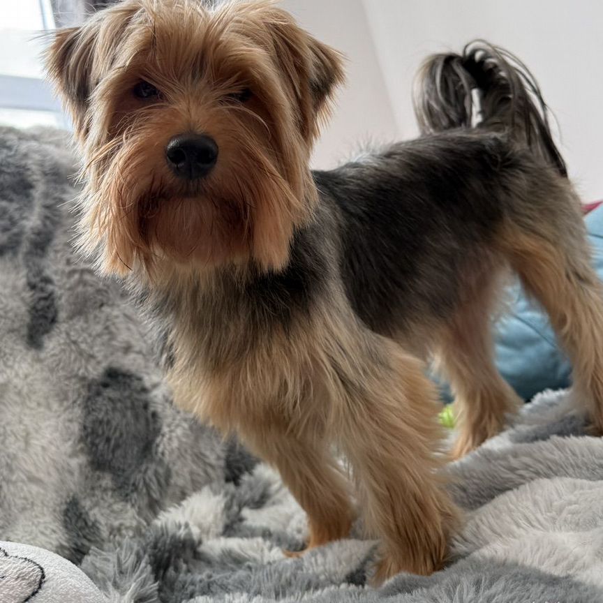 Йоркширский терьер, взрослый пёс