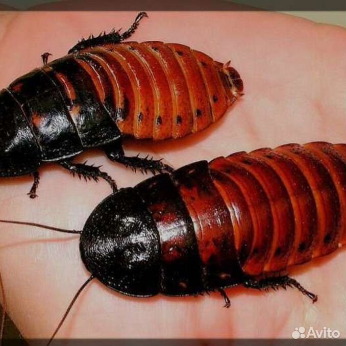 Мадагаскарский таракан