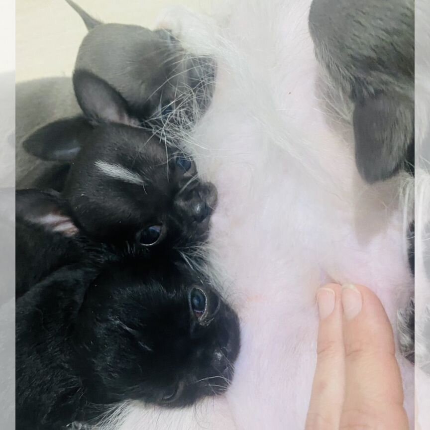 Мини мальчики документы РКФ