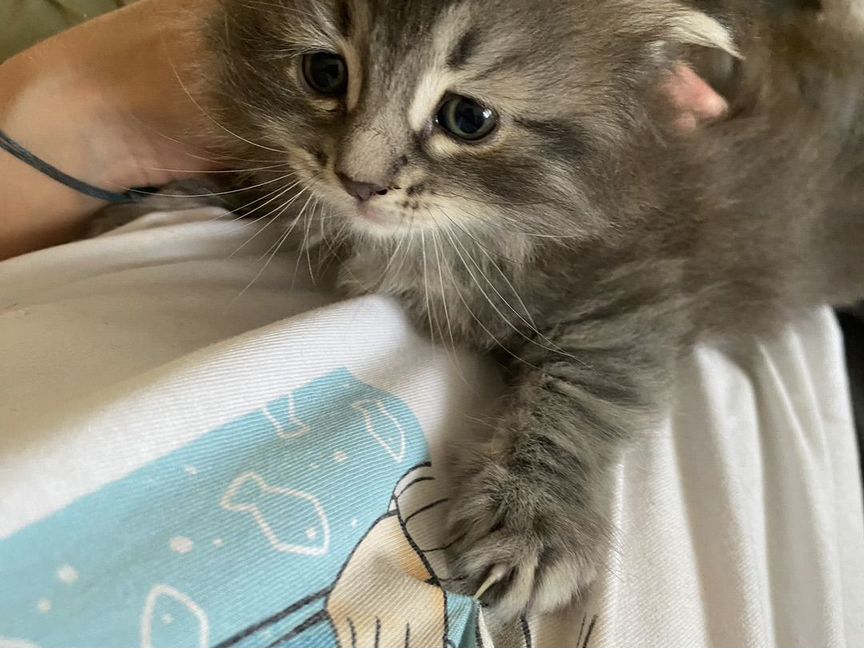Вислоухие котята метисы