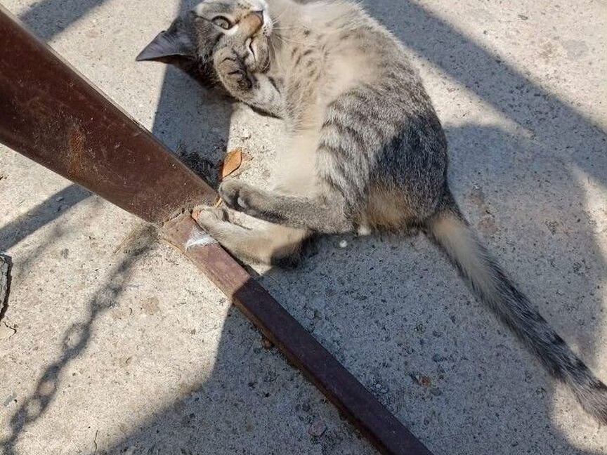 Оцикет котята