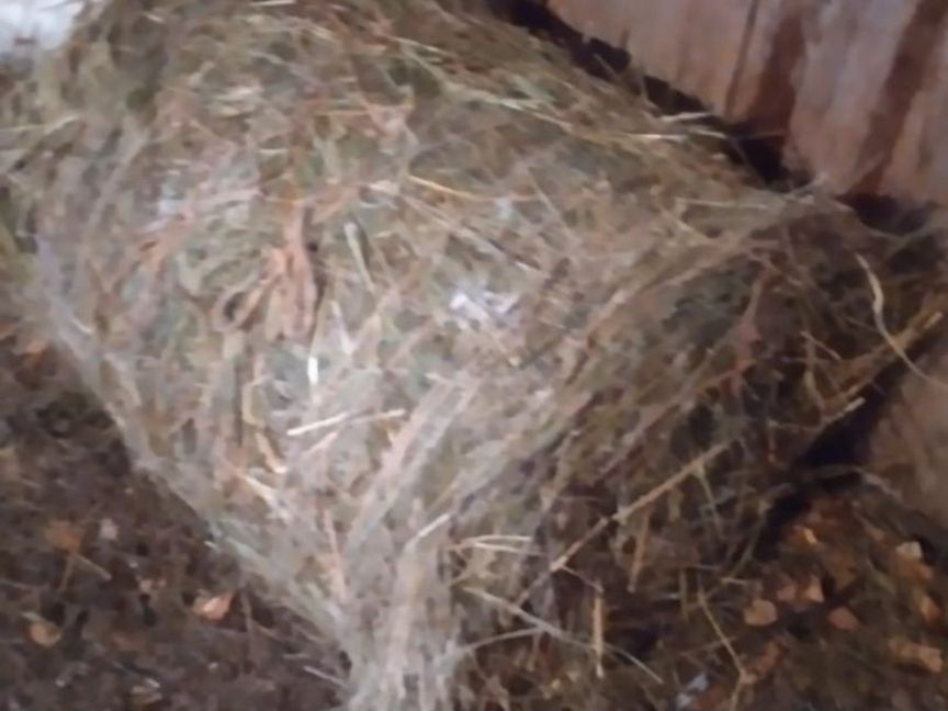 Продам сено в рулонах