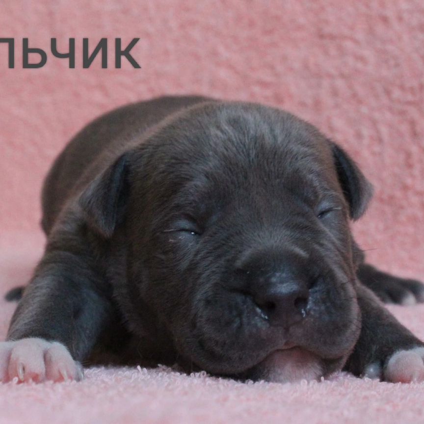 Щенки американского стаффорда