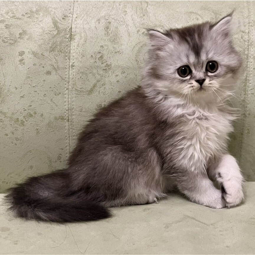 Шотландский вислоухий длинношёрстный котёнок