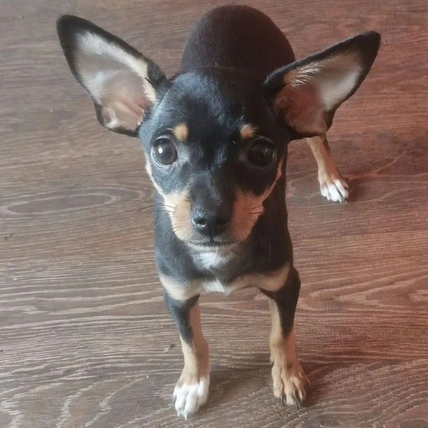 Русский той-терьер, щенок