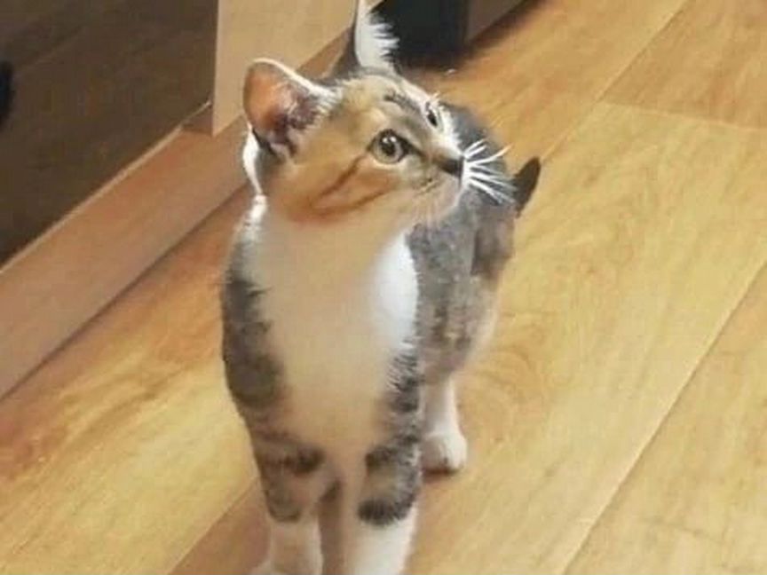 Кошечка подросток Мила ищет дом