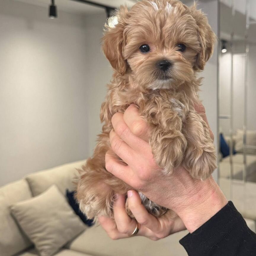 Мальтипу, щенок