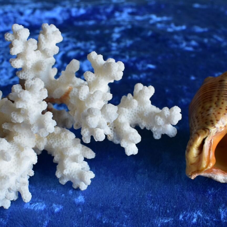 Морской коралл, ракушка