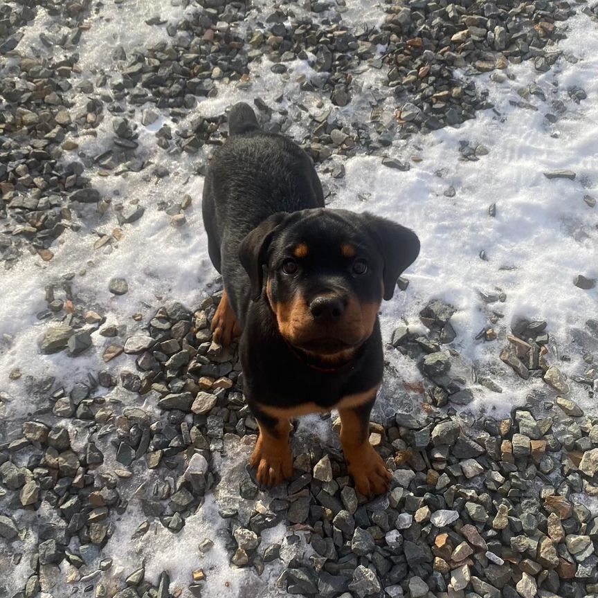 Ротвейлер 5 мес