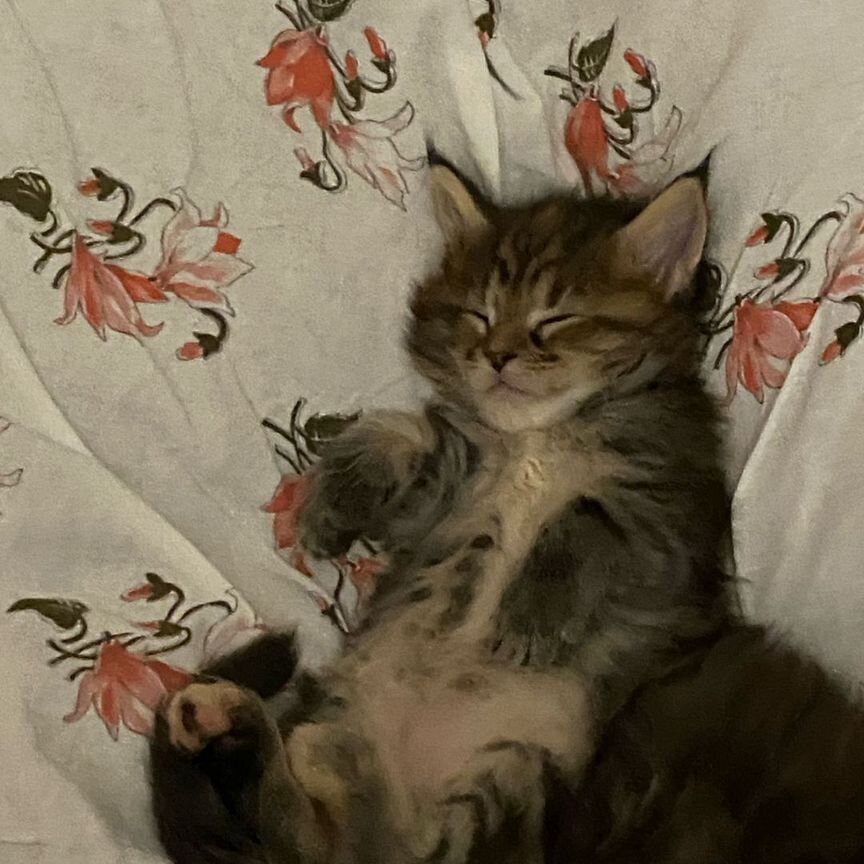 Котята Мэйн Кун