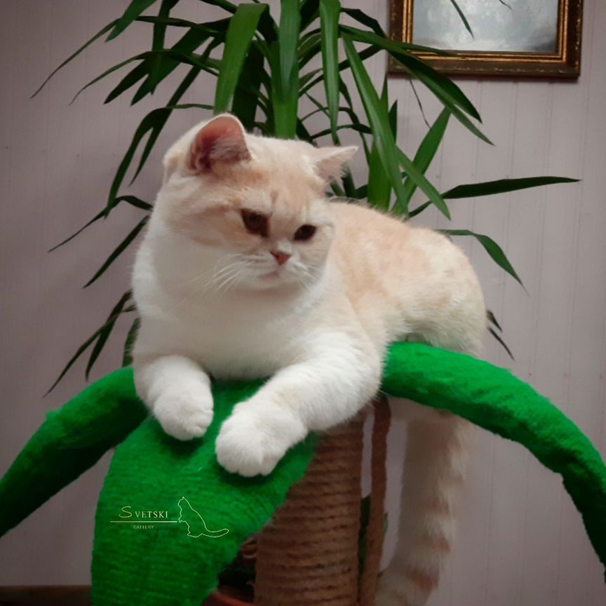 Британские котята