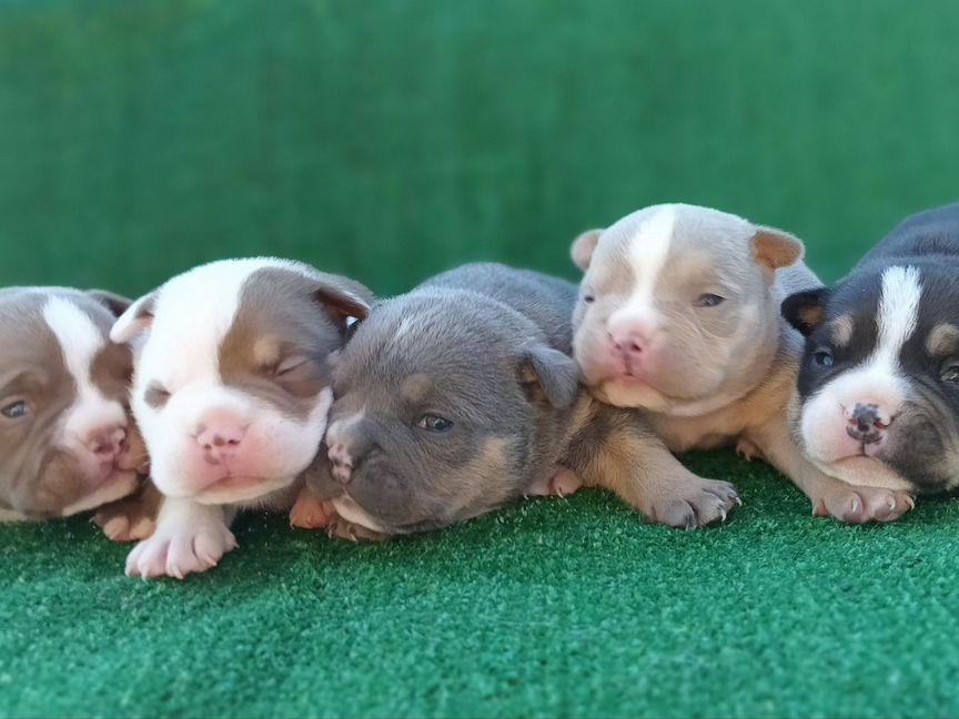 Щенки американского булли