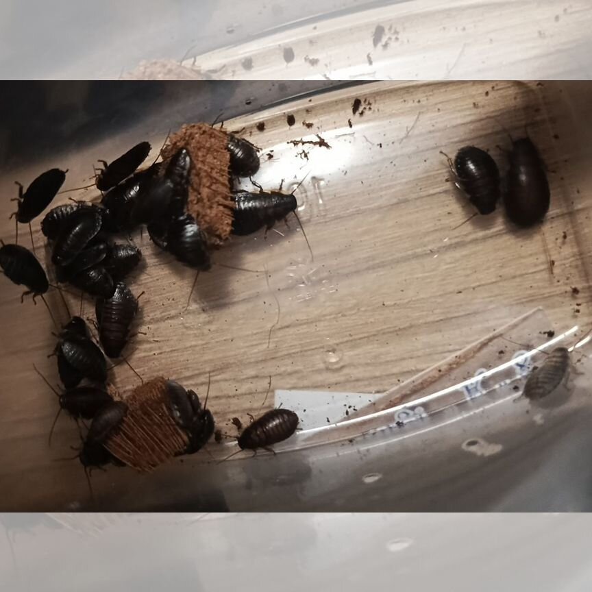 Мадагаскарские тараканы и их молодняк