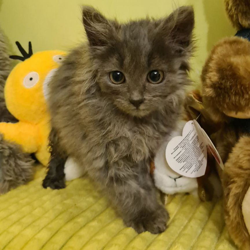 Котенок девочка
