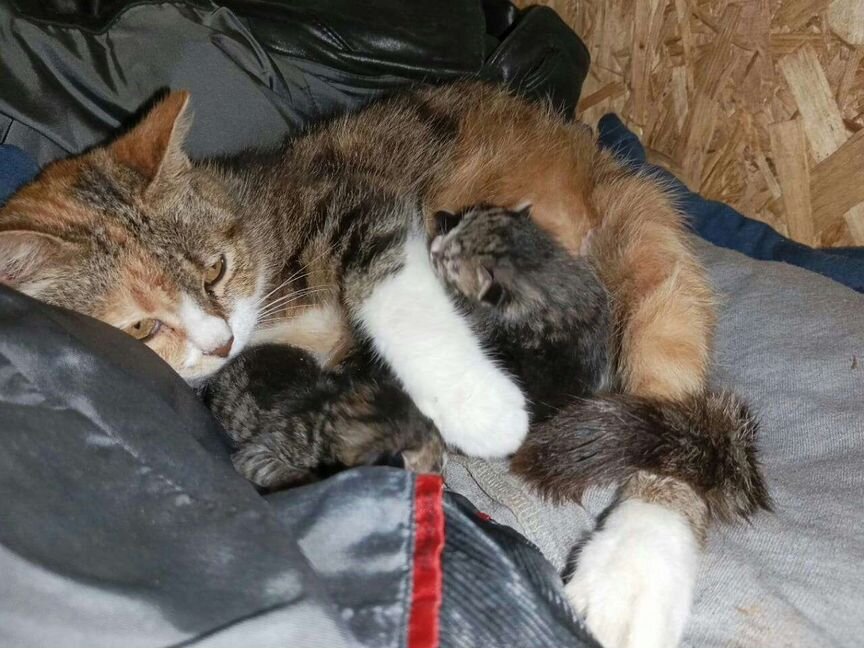 Кошка родила на улице